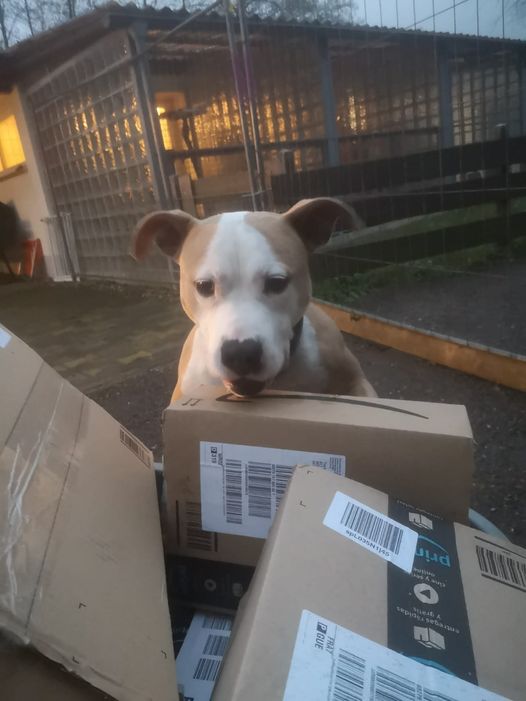 Tierheim Karbach Wangen Homepage - Helfen & Spenden